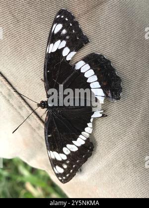 Weidemeyer's Admiral (Limenitis weidemeyerii) Insecta Stock Photo - Alamy