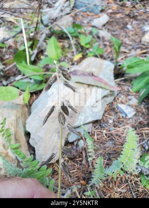 Nodding Locoweed (Oxytropis deflexa) Plantae Stock Photo - Alamy
