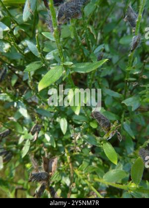 German Greenweed (Genista germanica) Plantae Stock Photo - Alamy