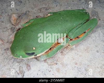Southern Orange-legged Leaf Frog (Pithecopus azureus) Amphibia Stock ...