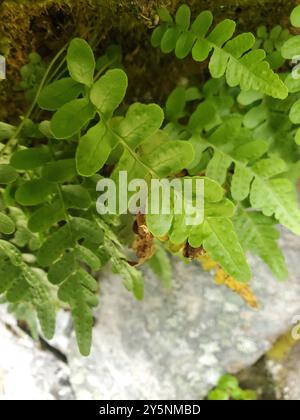 irregular polypody (Polypodium amorphum), Plantae, Moran State Park ...