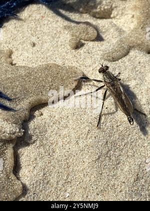 Dune Robber Fly (Philonicus albiceps) Insecta Stock Photo - Alamy