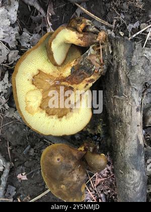 ash-tree bolete (Boletinellus merulioides) Fungi Stock Photo - Alamy