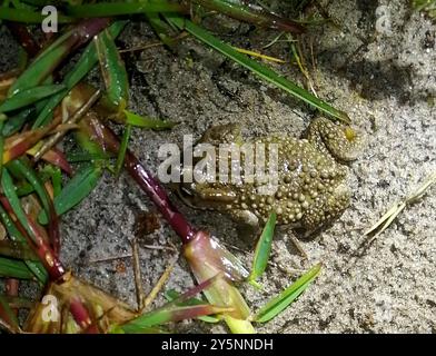 Sand Toad (Vandijkophrynus angusticeps) Amphibia Stock Photo - Alamy