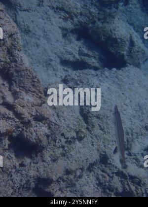 Striped Barracuda (Sphyraena pinguis) Actinopterygii Stock Photo - Alamy