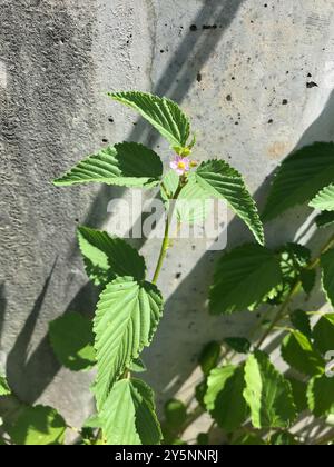 Pyramid Flower (Melochia pyramidata) Plantae Stock Photo - Alamy