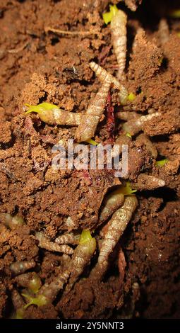 Awl Snails and Allies (Subulininae) Mollusca Stock Photo - Alamy
