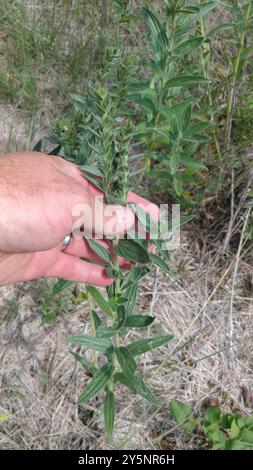 stoneseeds, puccoons, and gromwells (Lithospermum) Plantae Stock Photo ...