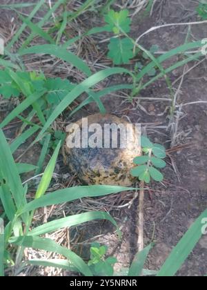Dyeball (Pisolithus arhizus) Fungi Stock Photo - Alamy