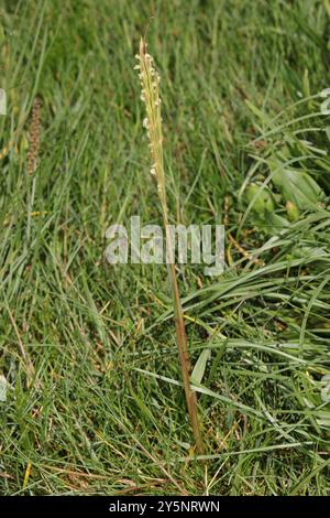 common cordgrass (Sporobolus anglicus) Plantae Stock Photo - Alamy