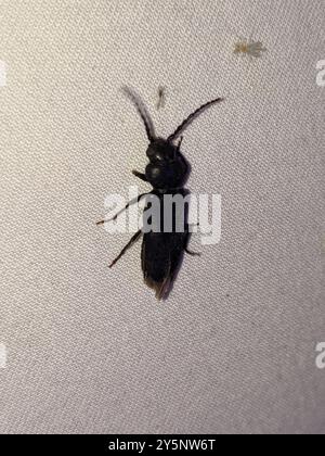 (Asemum nitidum) Insecta Stock Photo - Alamy