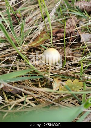 milky conecap (Conocybe apala) Fungi Stock Photo - Alamy