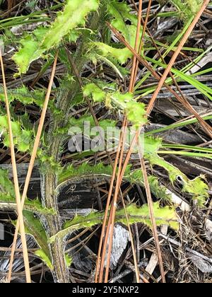 sandhill thistle (Cirsium repandum) Plantae Stock Photo - Alamy