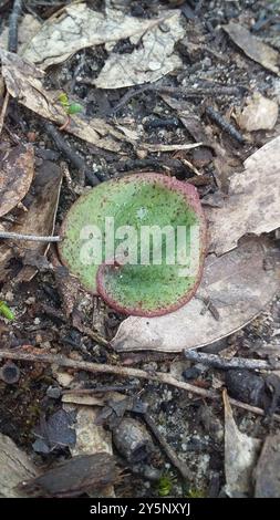 Red Beaks (Pyrorchis nigricans), Plantae, Wilsons Promontory National ...