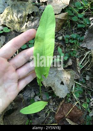 swamp dock (Rumex verticillatus) Plantae Stock Photo - Alamy