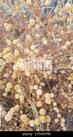 stinknet (Oncosiphon pilulifer) Plantae Stock Photo - Alamy