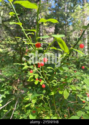Red Huckleberry (Vaccinium parvifolium), Plantae, West Vancouver, BC ...