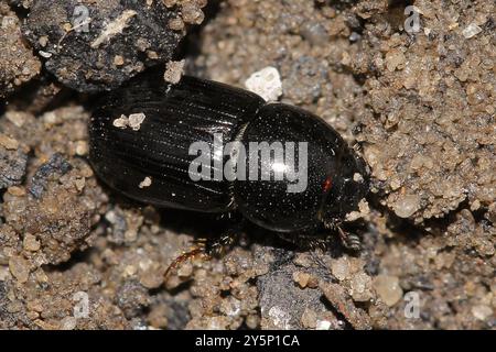 (Calamosternus granarius) Insecta Stock Photo - Alamy