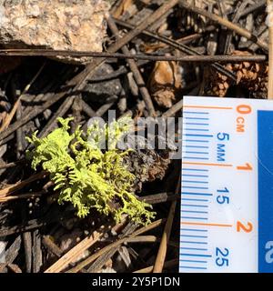 Wolf Lichens (Letharia) Fungi Stock Photo - Alamy