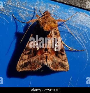 Beautiful Golden Y (Autographa pulchrina) Insecta Stock Photo - Alamy