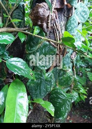 (Monstera tuberculata brevinoda) Plantae Stock Photo - Alamy