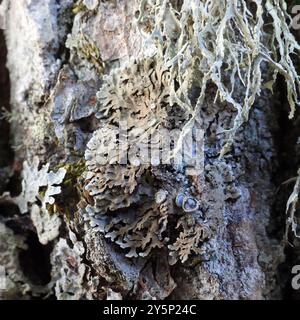 (Physconia distorta) Fungi Stock Photo - Alamy