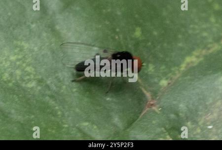 Flat-footed Flies (Platypezidae), Insecta, Santa Cruz County, CA, USA ...