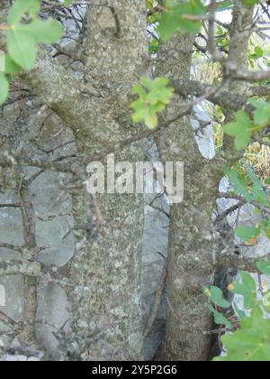 Montpellier Maple (Acer monspessulanum) Plantae Stock Photo - Alamy