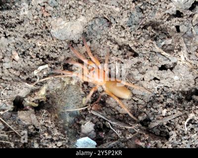 Eight-eyed Orange Lungless Spiders (Caponia) Arachnida Stock Photo - Alamy