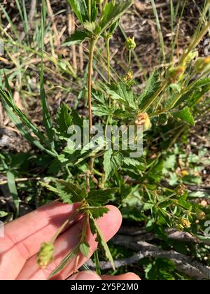 slender cinquefoil (Potentilla gracilis), Plantae, Copper Mtn Willis ...