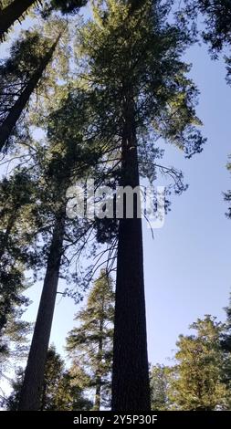 sugar pine (Pinus lambertiana) Plantae Stock Photo - Alamy