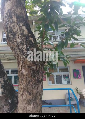 African mahogany (Khaya senegalensis) Plantae Stock Photo - Alamy