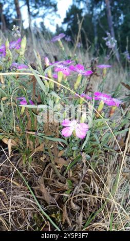 Chinese-pink (Dianthus chinensis) Plantae Stock Photo - Alamy