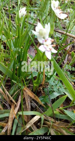 Early Nancy (Wurmbea dioica) Plantae Stock Photo - Alamy