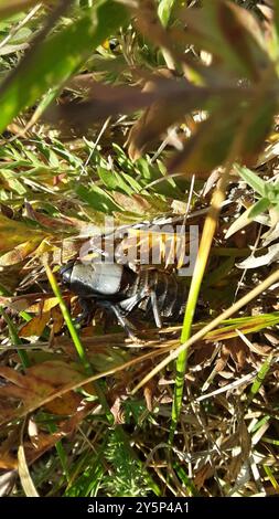 Mormon Cricket (Anabrus simplex) Insecta Stock Photo - Alamy