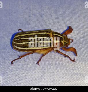 Long-haired June Beetle (Polyphylla crinita) Insecta Stock Photo - Alamy