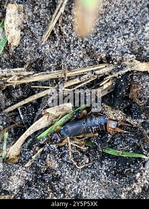 Shore Earwig (Labidura riparia) Insecta Stock Photo - Alamy