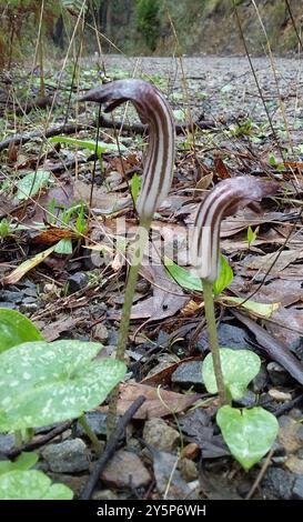 Friar's-cowl (Arisarum vulgare) Plantae Stock Photo - Alamy