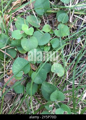 Teesdale Violet (Viola rupestris), Plantae, Раздолье, Иркутская обл ...