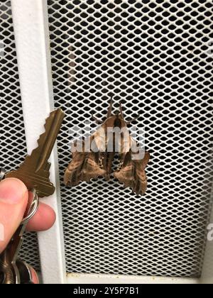 Blinded Sphinx (Paonias excaecata) Insecta Stock Photo - Alamy