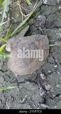 Giant Floater (Pyganodon grandis) Mollusca Stock Photo - Alamy