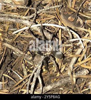 False Tarantula (Calisoga longitarsis) Arachnida Stock Photo - Alamy