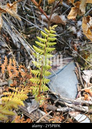 cliff ferns (Woodsia) Plantae Stock Photo - Alamy