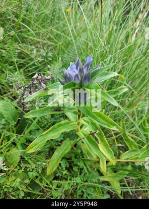 Cross Gentian (Gentiana cruciata), Plantae, Пензенский р-н, Пензенская ...