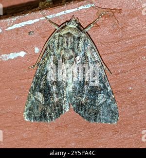 Rusty Shoulder Knot Moth (Aseptis binotata) Insecta Stock Photo - Alamy