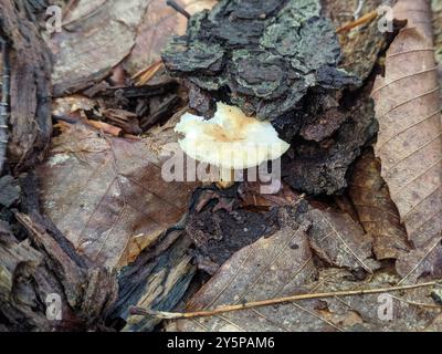 Rooting Polypore (Polyporus radicatus) Fungi Stock Photo - Alamy