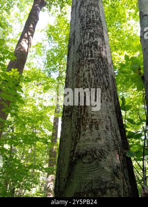Apple Canker (Neonectria ditissima) Fungi Stock Photo - Alamy