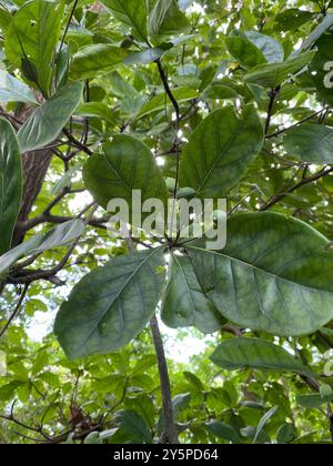 Australian Almond (Terminalia muelleri) Plantae Stock Photo - Alamy