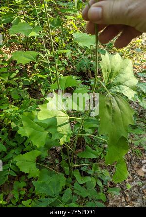 pale Indian plantain (Arnoglossum atriplicifolium) Plantae Stock Photo ...