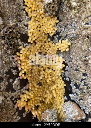 Atlantic Dogwhelk (Nucella lapillus) Mollusca Stock Photo - Alamy